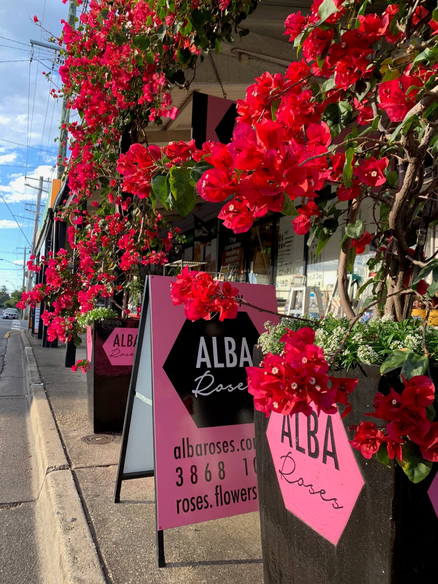 About – Alba Roses
